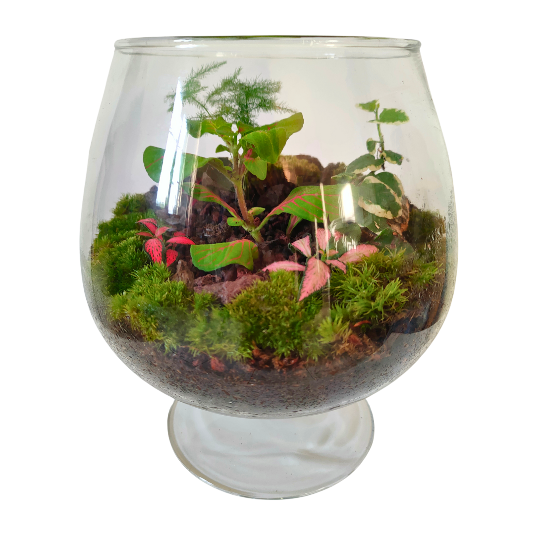 Terrarium « Edenium » – Miniature