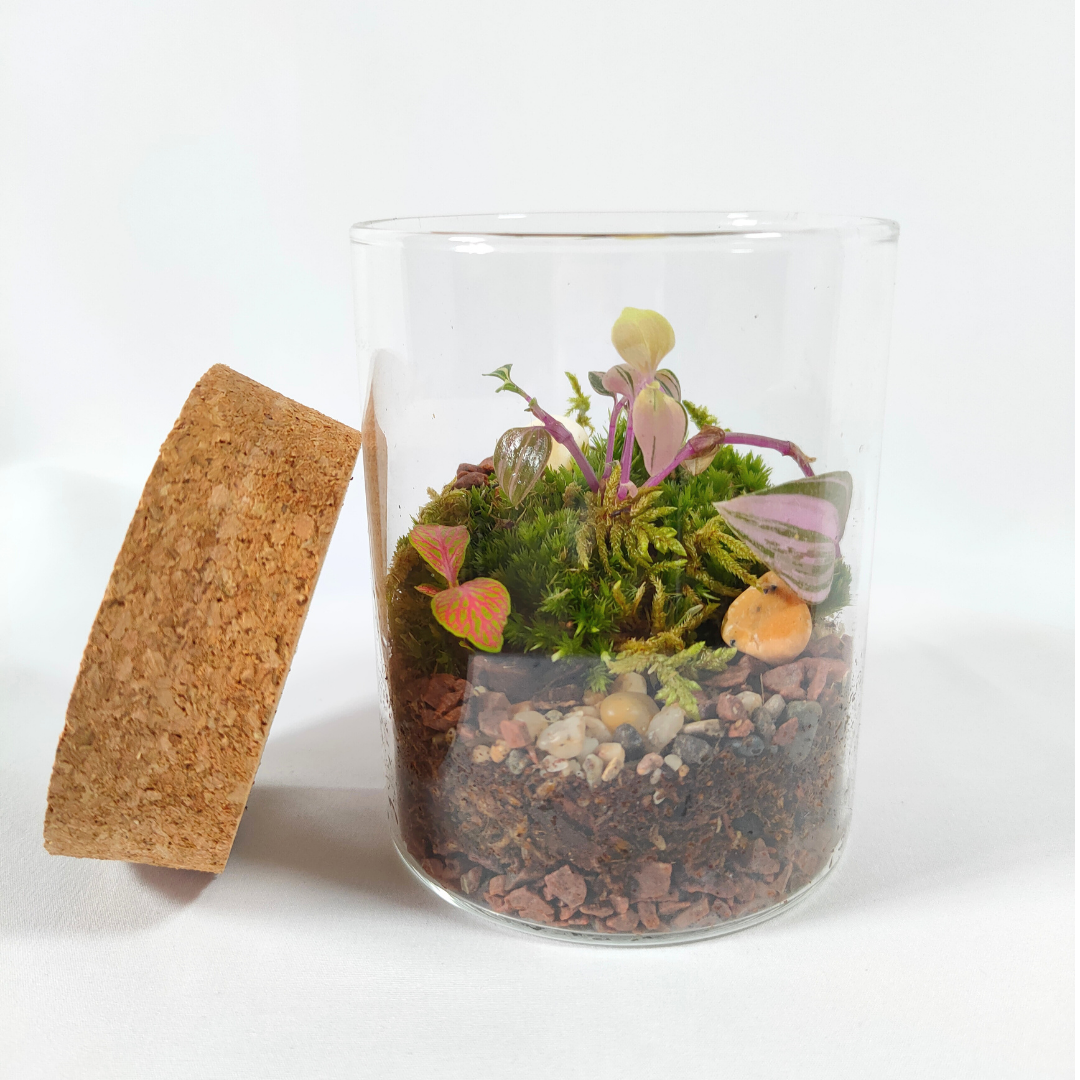 Terrarium « Forêt miniature » – Miniature