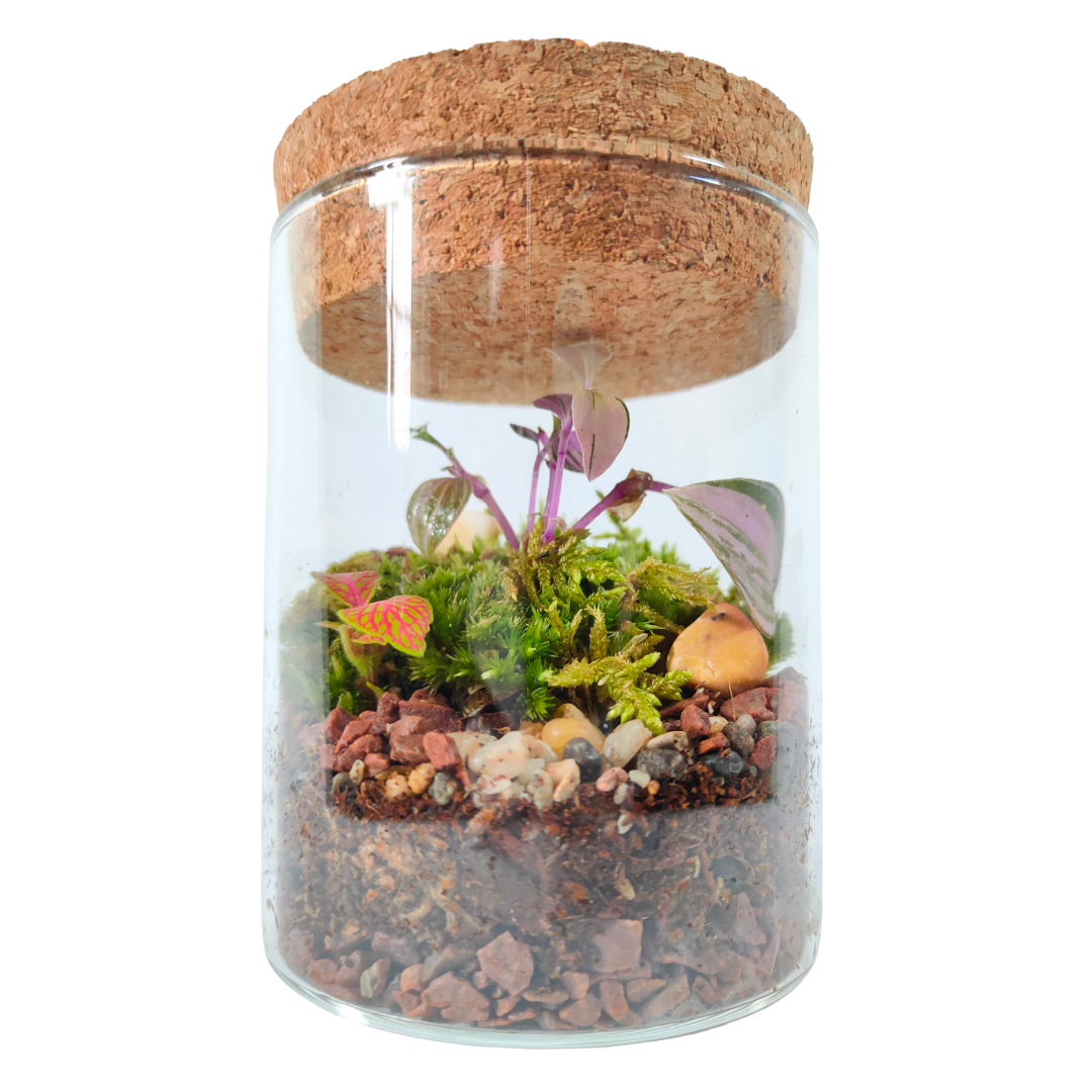 Terrarium « Forêt miniature » – Miniature